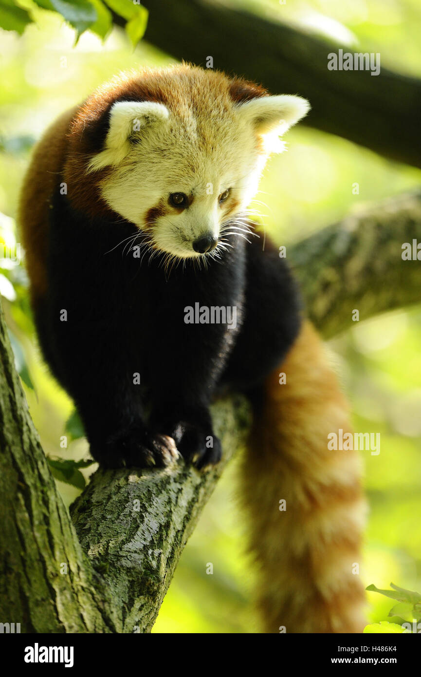 Red Panda Sitting