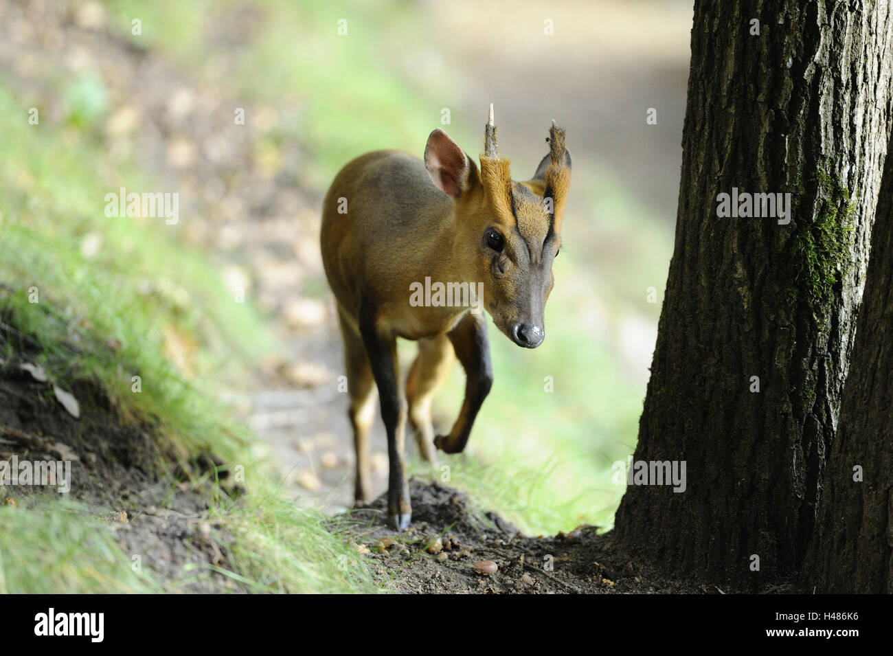 Reeves's muntjac, Muntiacus reevesi, standing, front view, looking at ...