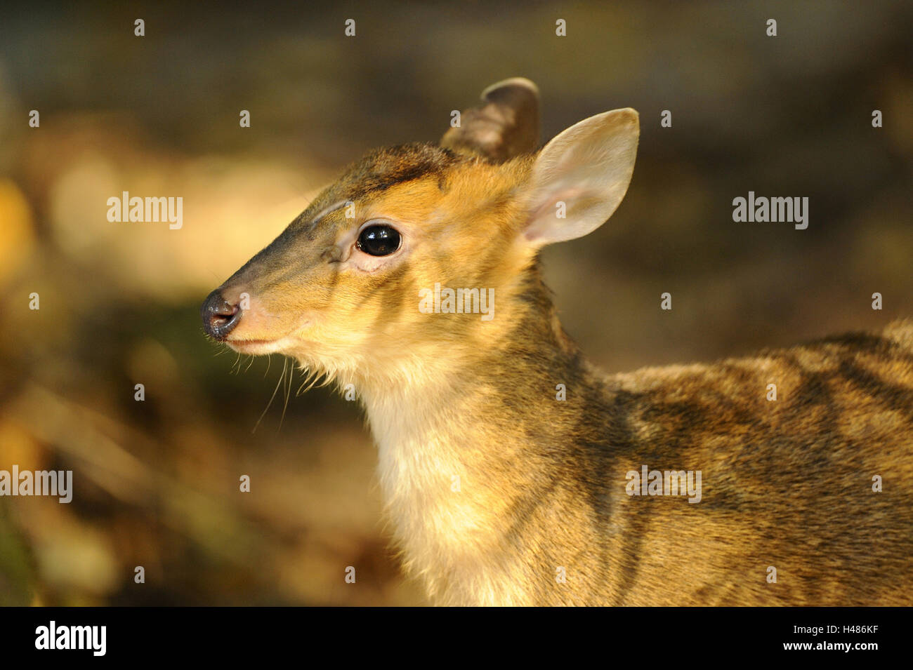 Muntjac deer fawn hi-res stock photography and images - Alamy