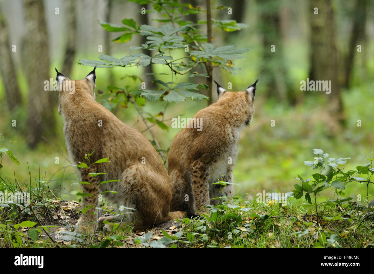 Eurasian lynxes, Lynx lynx, sitting, side view Stock Photo - Alamy