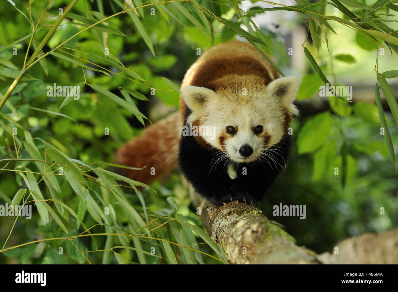 Red panda, Ailurus fulgens, branch, running, front view, looking at ...