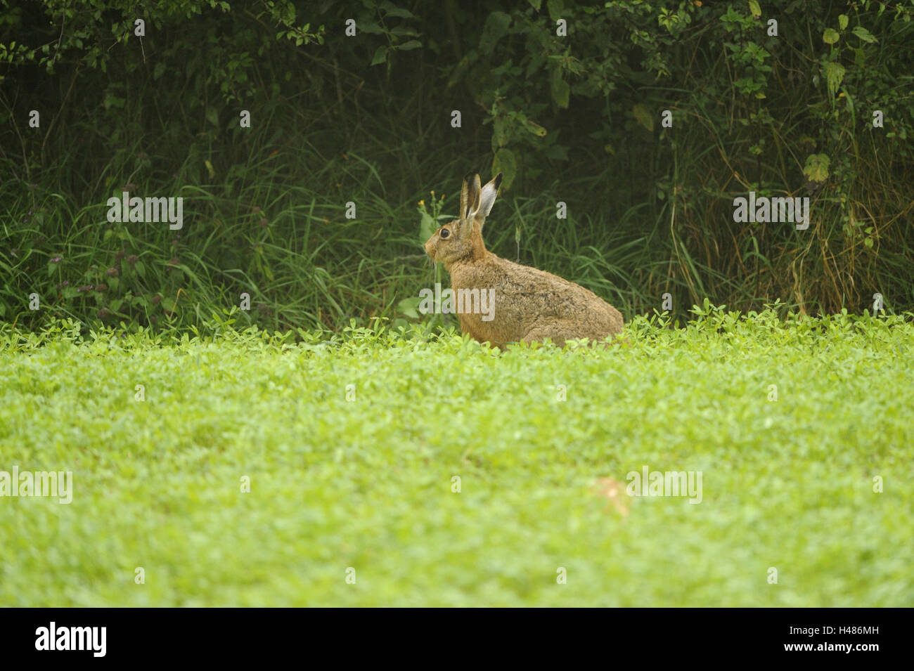 Field hare, Lepus europaeus, field, sit, at the side Stock Photo - Alamy