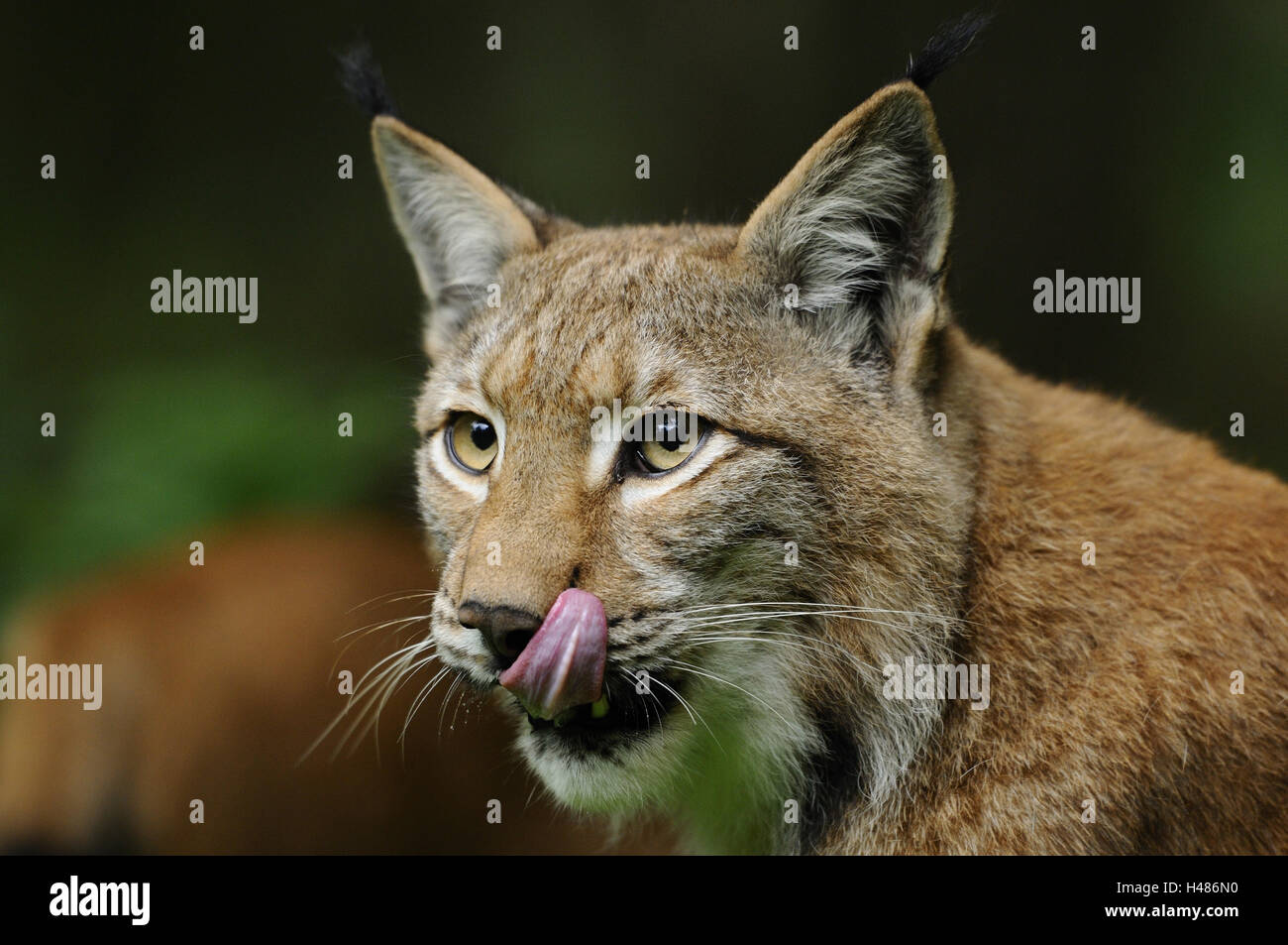 Eurasian lynx, Lynx lynx, portrait, looking at camera Stock Photo - Alamy