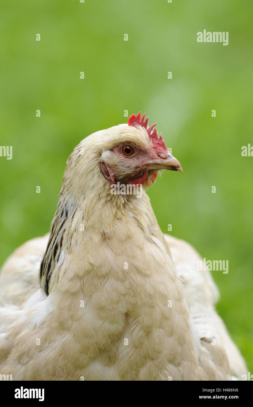 Chicken, Gallus gallus domesticus, half portrait, side view Stock Photo ...
