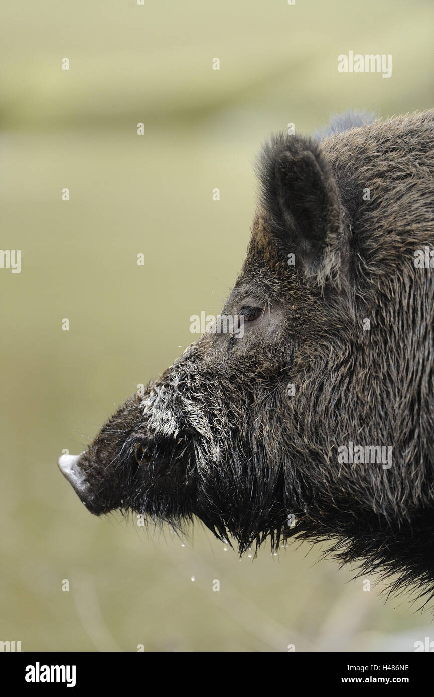 Wild Boar Head Side View