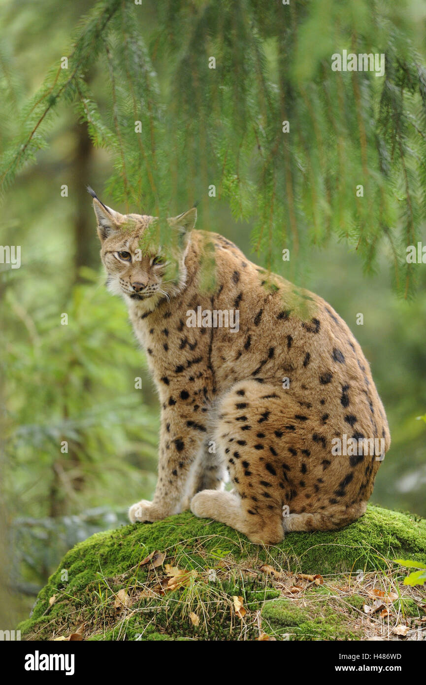 Eurasian lynx, Lynx lynx, rocks, side view, sitting, looking at camera ...