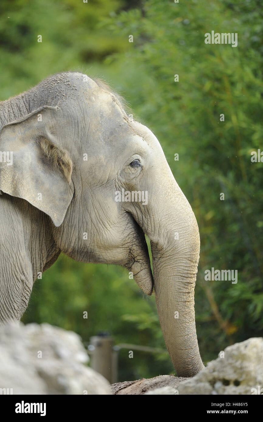 Asian elephant, portrait, side view Stock Photo - Alamy
