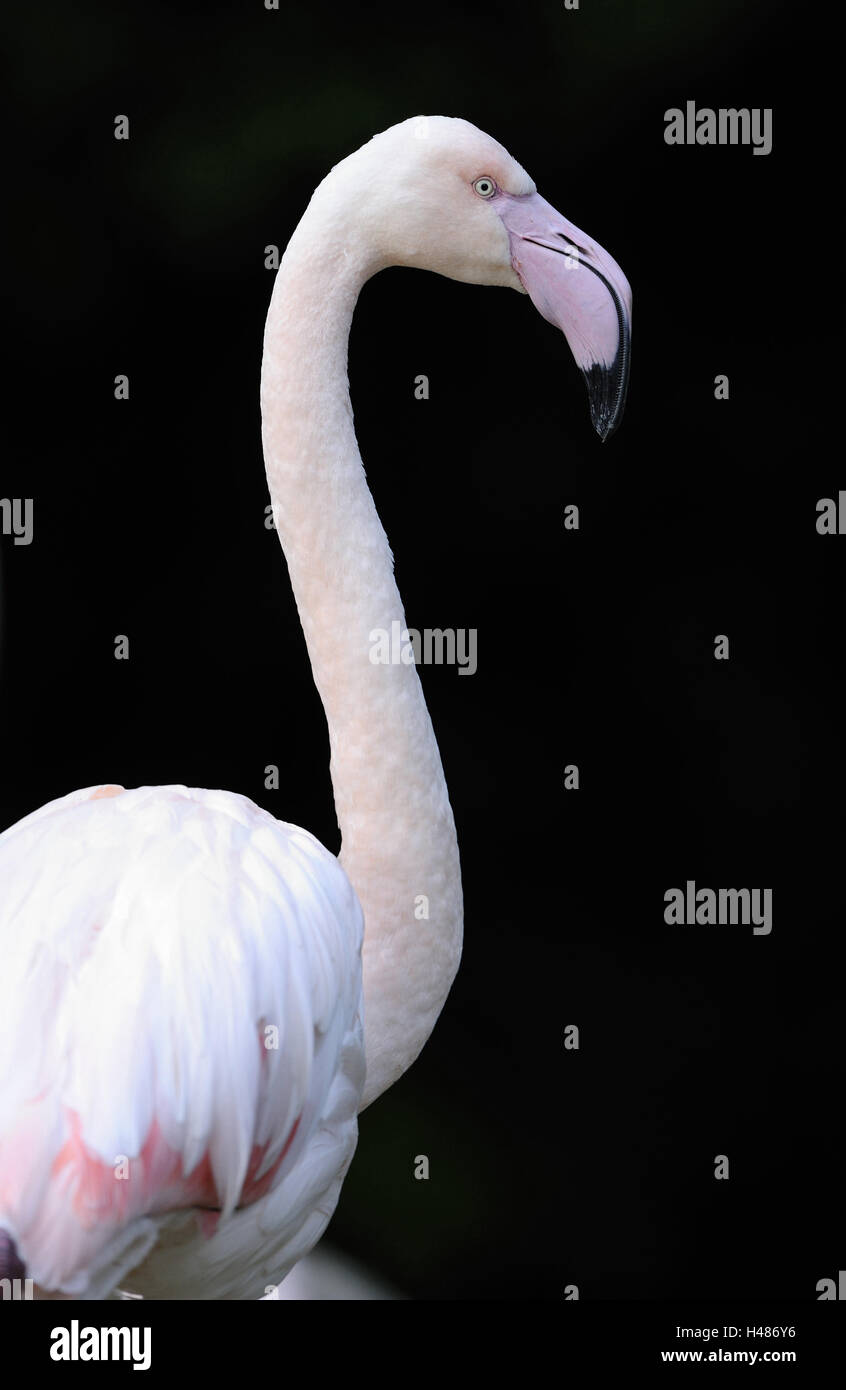 Greater flamingo, half portrait, side view Stock Photo - Alamy