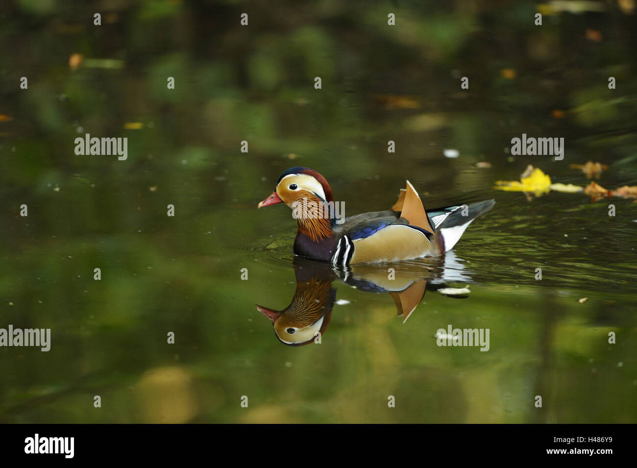 Mandarin duck, drake, water, side view, swimming Stock Photo - Alamy
