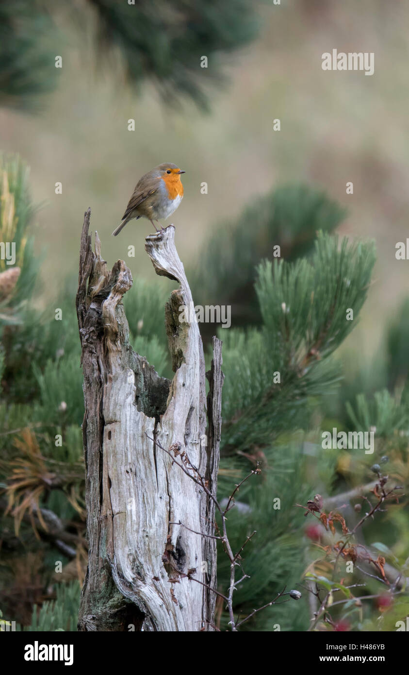 Dead robin hi-res stock photography and images - Alamy