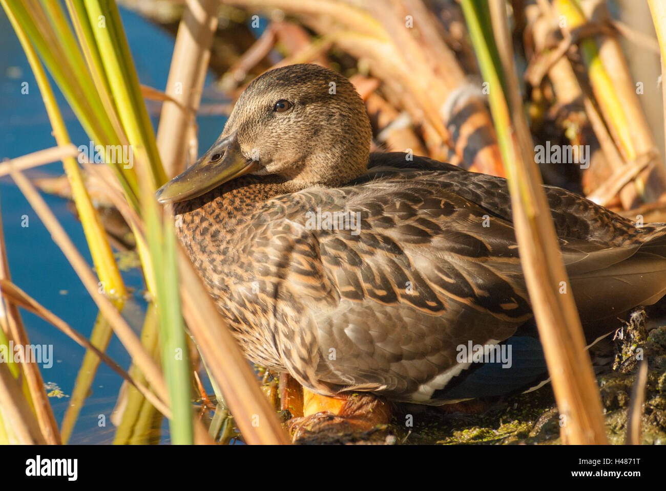 Hiding duck hi-res stock photography and images - Alamy