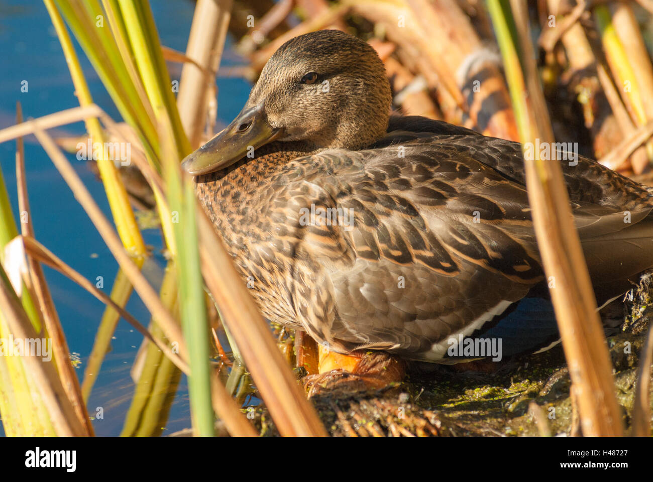A female mallard duck, Anas platyrhynchos, hiding amongst some cattail ...