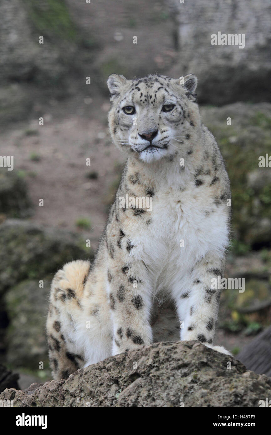 Snow leopard, sit Stock Photo - Alamy