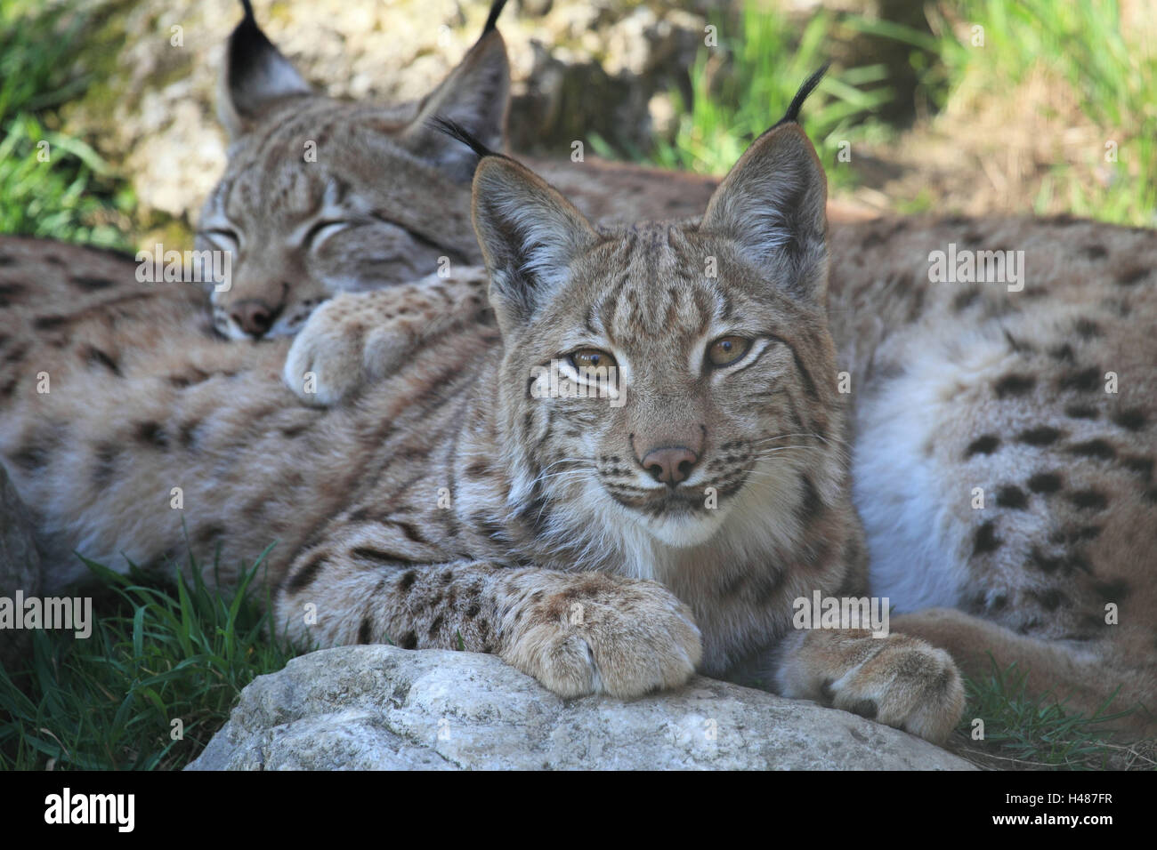 Lynxes wild animal animals hi-res stock photography and images - Alamy