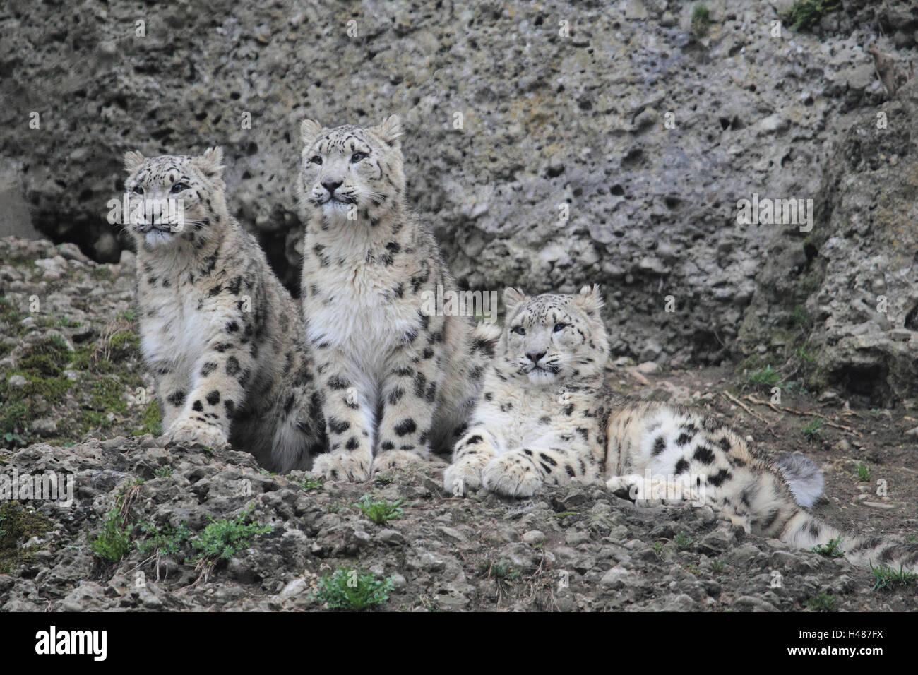 Camouflage Snow Leopard