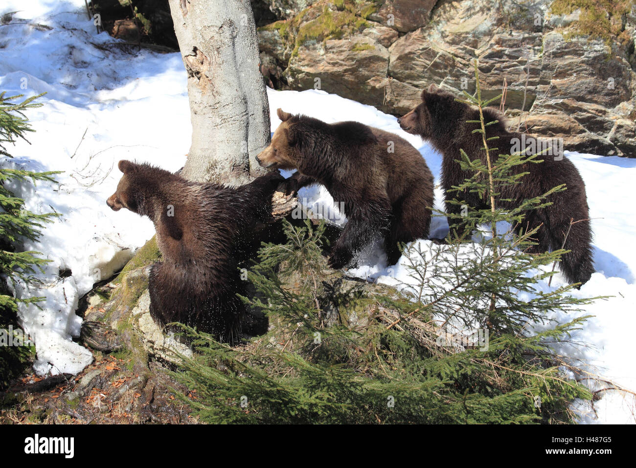 Three bears hi-res stock photography and images - Alamy