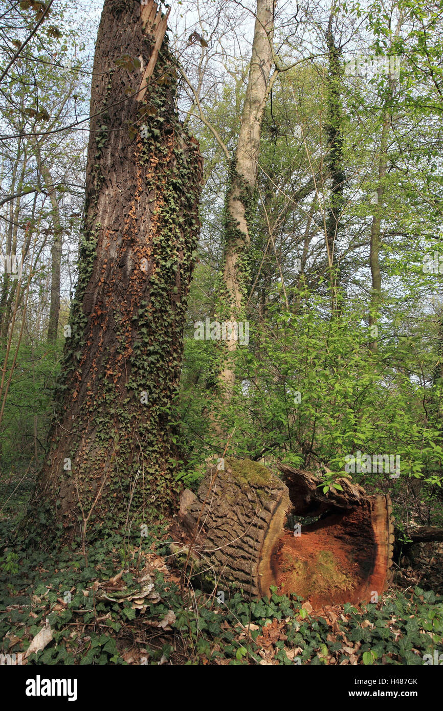 Poplar, wood, trunk Stock Photo - Alamy