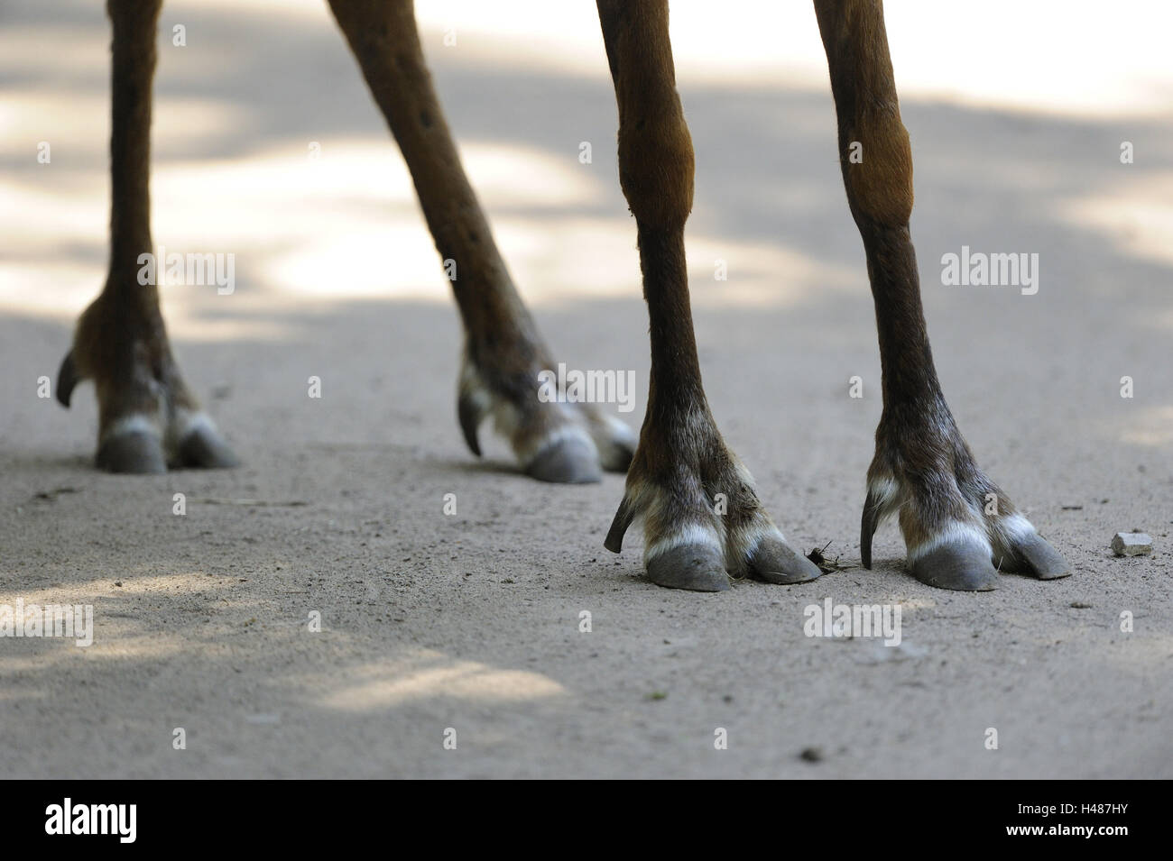 Hoofed feet hi-res stock photography and images - Alamy