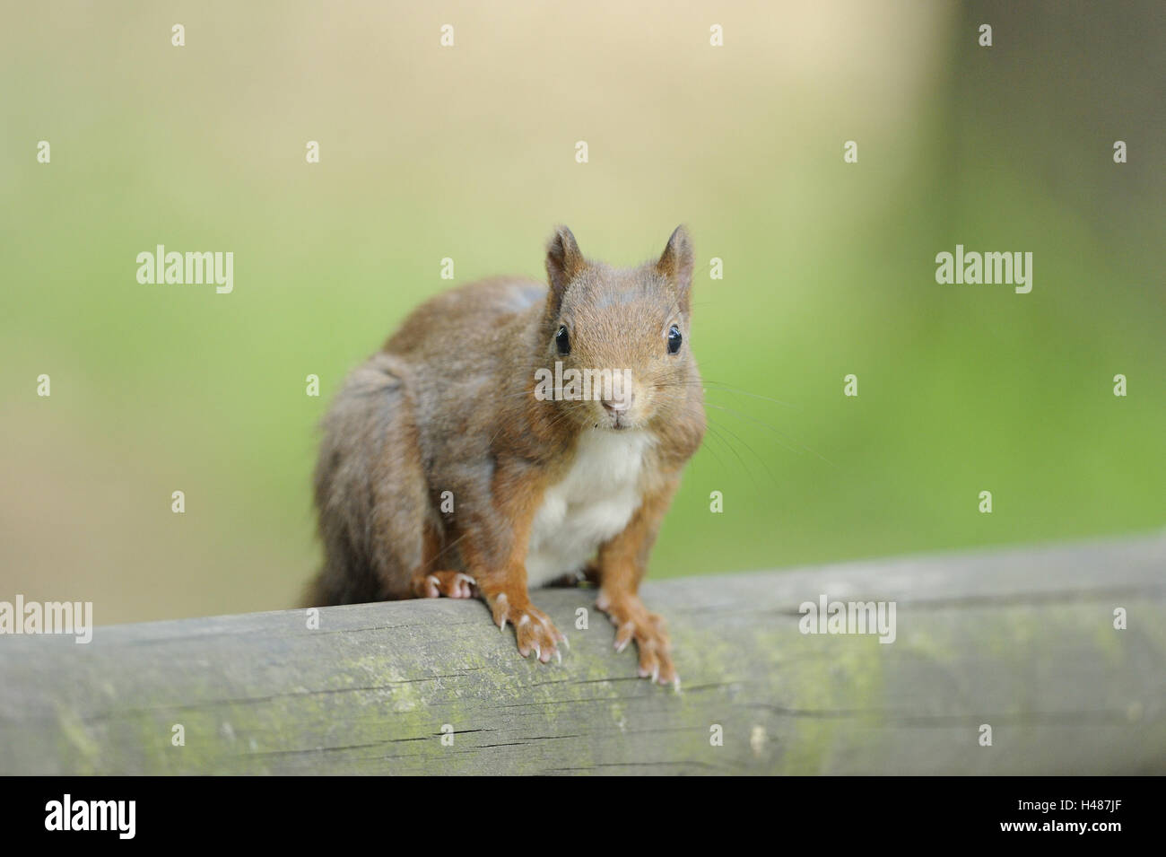 Central European squirrel, Sciurus vulgaris fuscoater, young animal ...