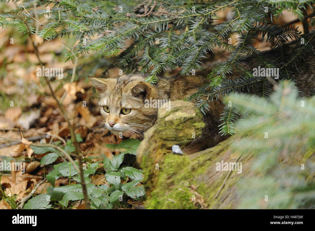 European wildcat forest wildcat felis hi-res stock photography and ...