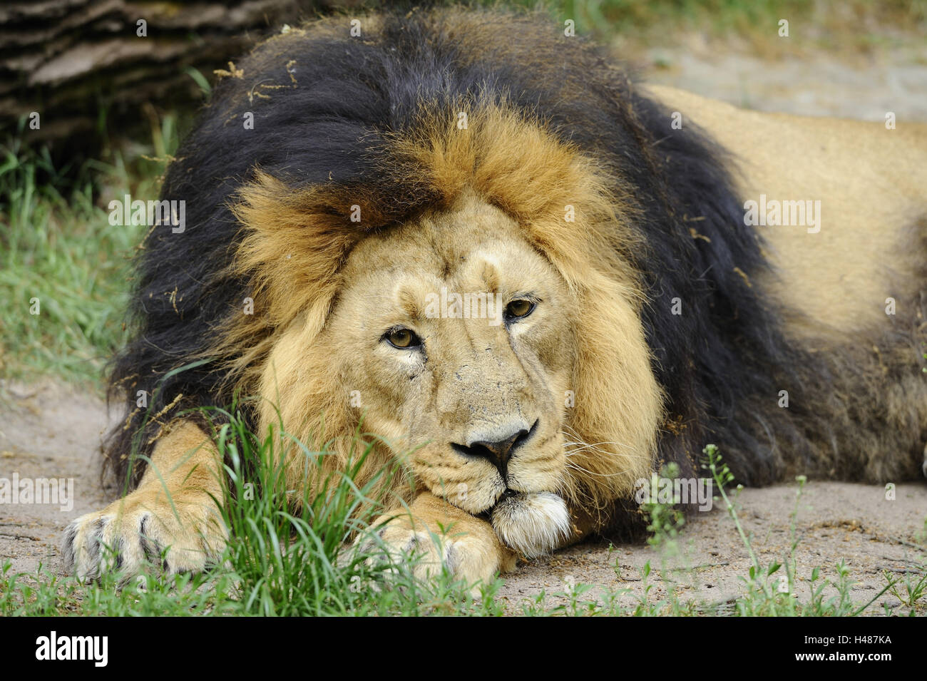Asian lion hi-res stock photography and images - Alamy