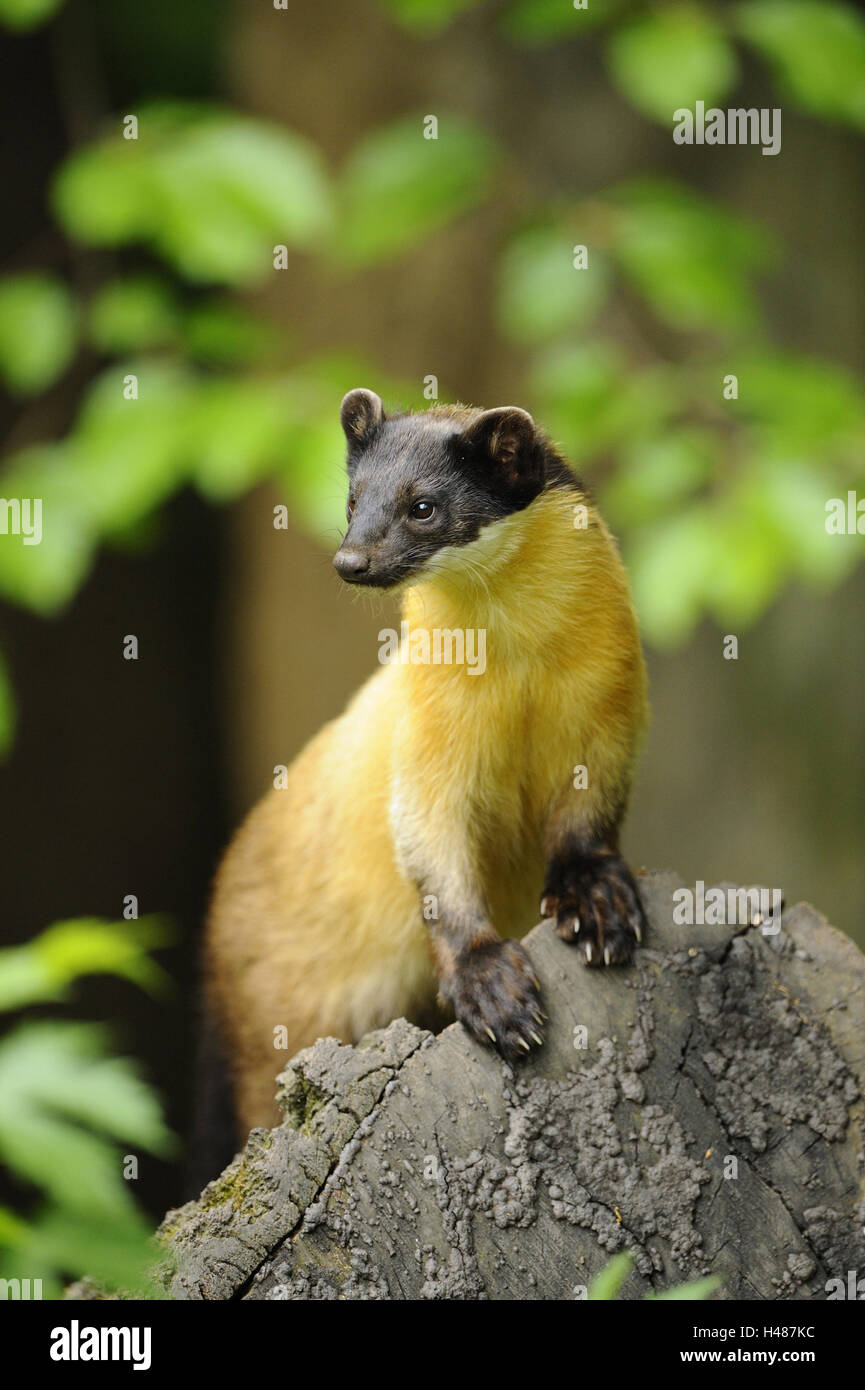 Coloured marten, Martes flavigula, view at the side Stock Photo - Alamy