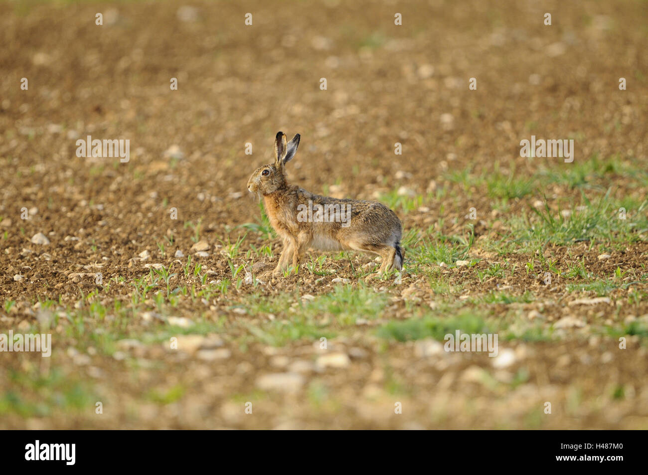 Field hare, Lepus europaeus, corn field, at the side, stand Stock Photo ...