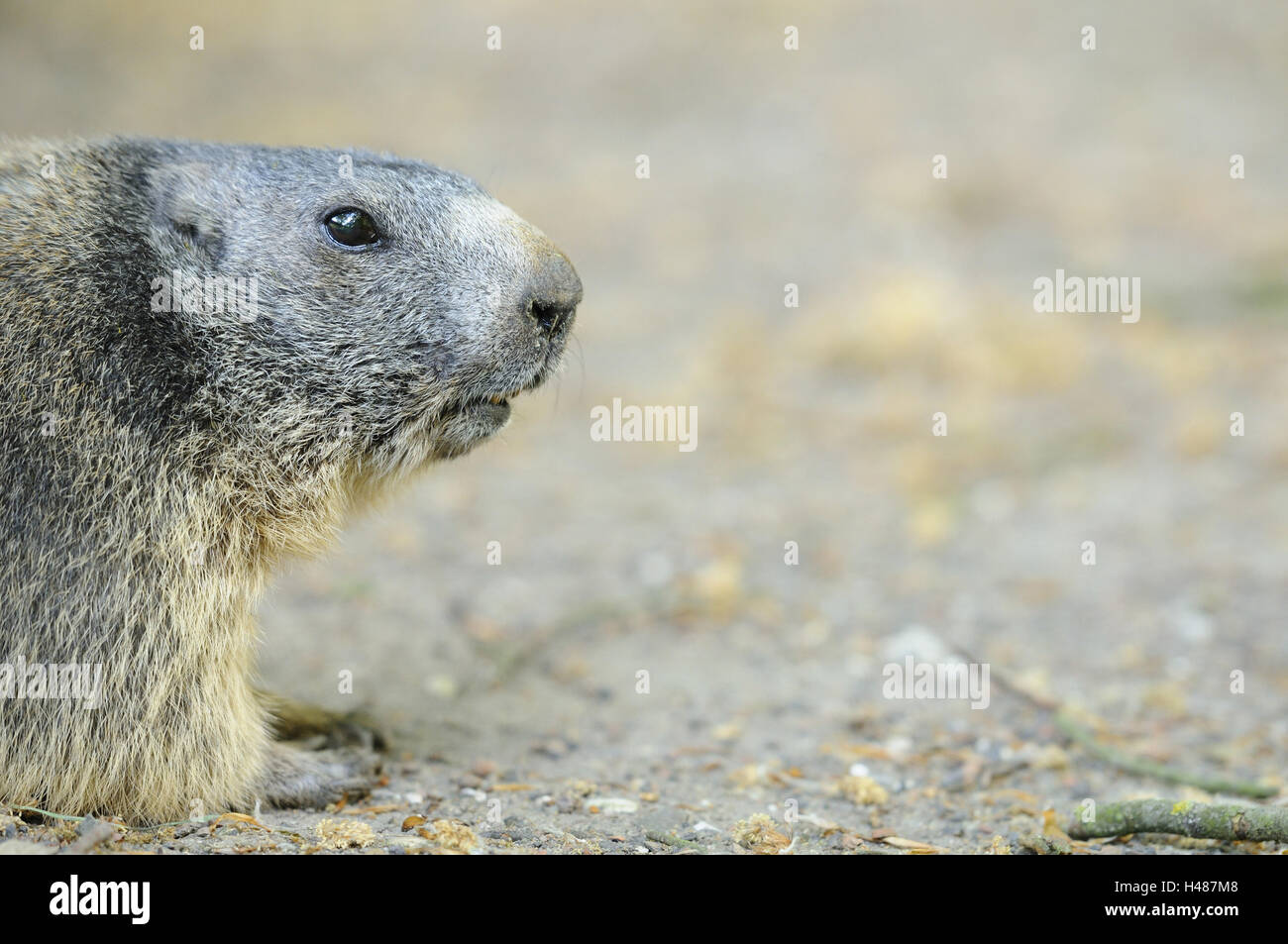 Alp groundhog, Marmota marmota, portrait, at the side, view camera ...