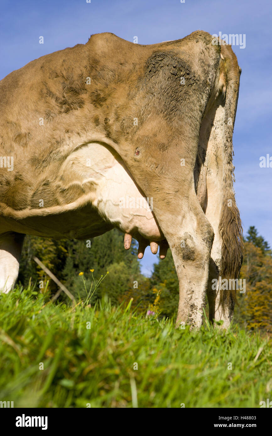 Lacteal udder hi-res stock photography and images - Alamy