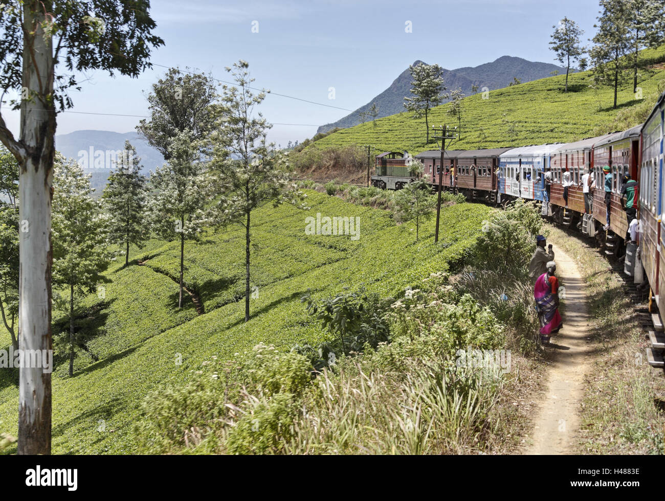 Sri Lanka, Ohiya, tea plantation, train Stock Photo - Alamy