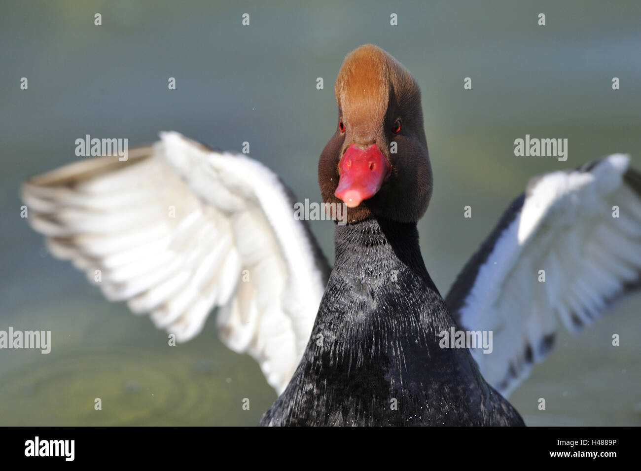 Flask duck hi-res stock photography and images - Alamy