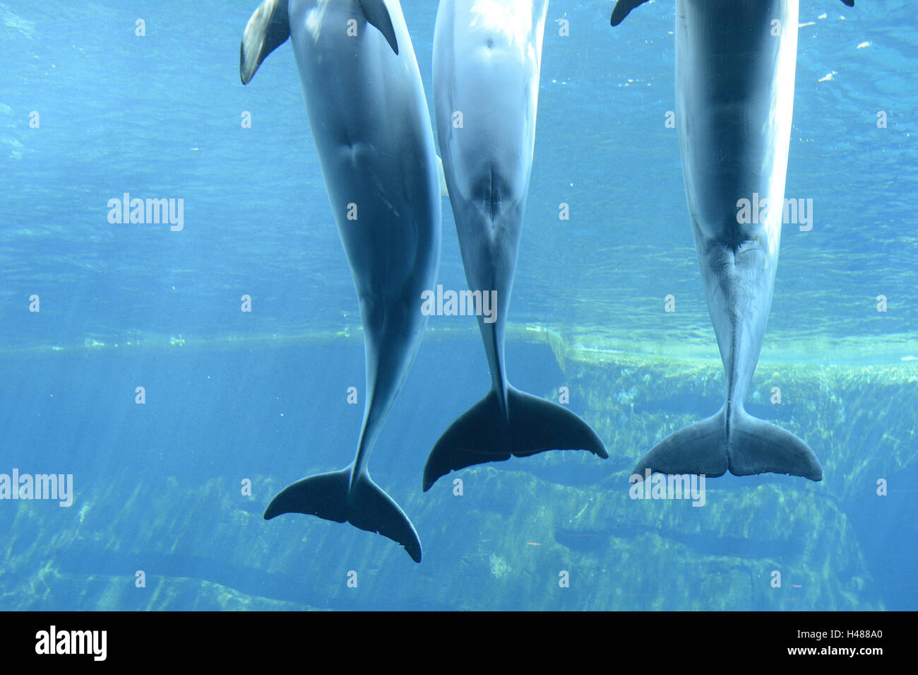 Bottle-nosed dolphins, Tursiops truncatus Stock Photo - Alamy