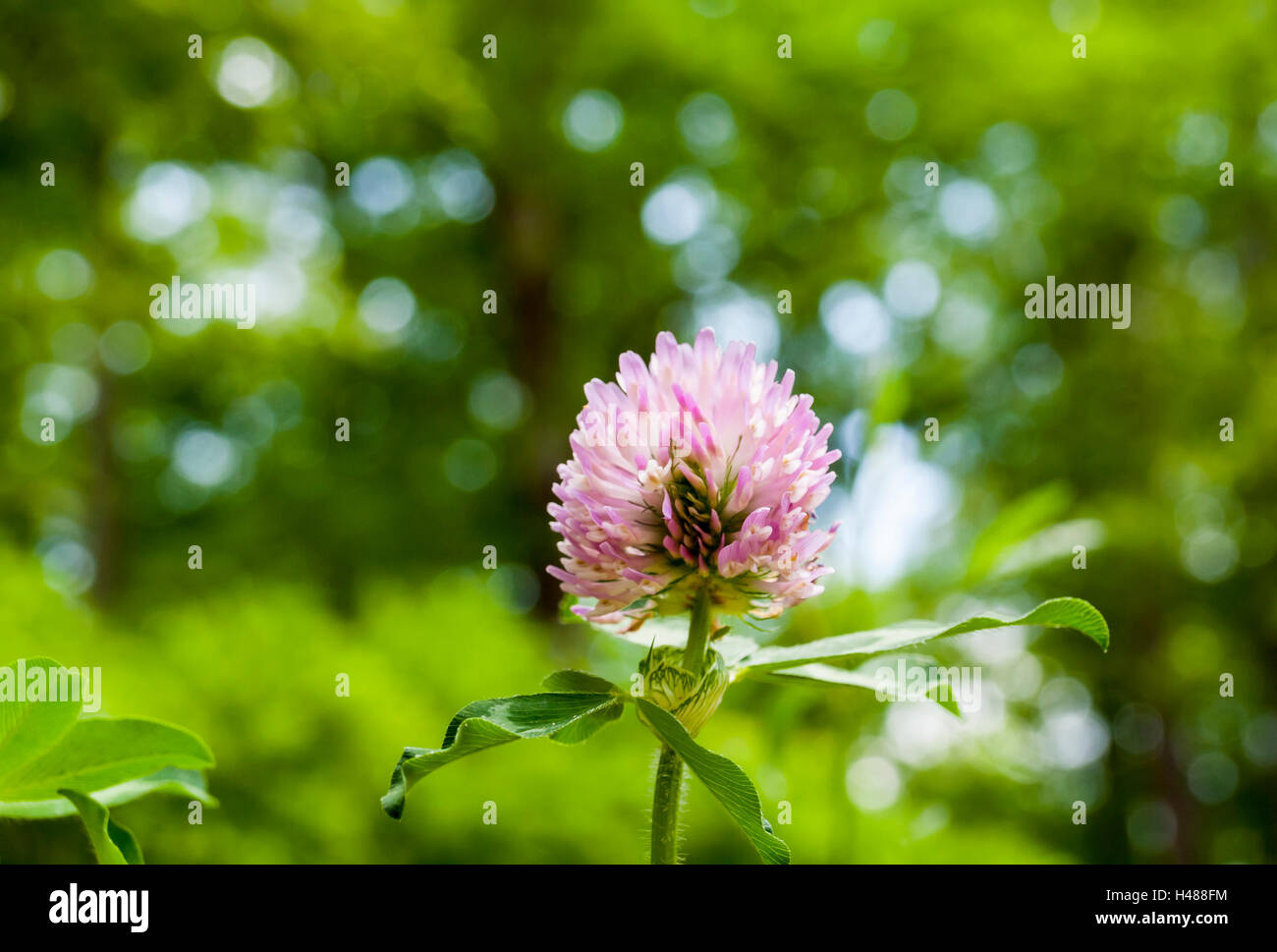 Clover 1 hi-res stock photography and images - Alamy
