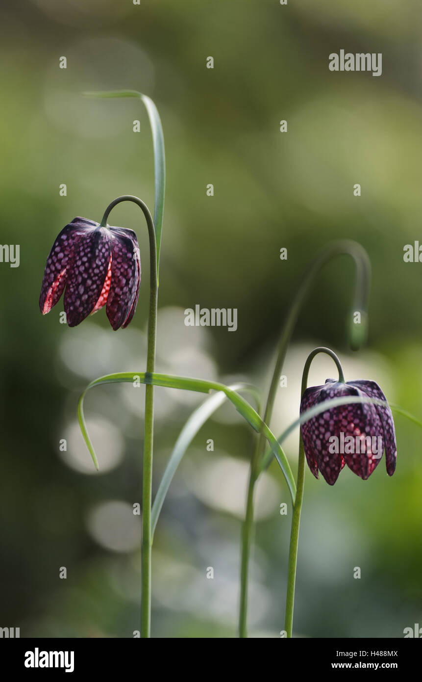 Chess springboard flower, Fritillaria meleagris Stock Photo - Alamy