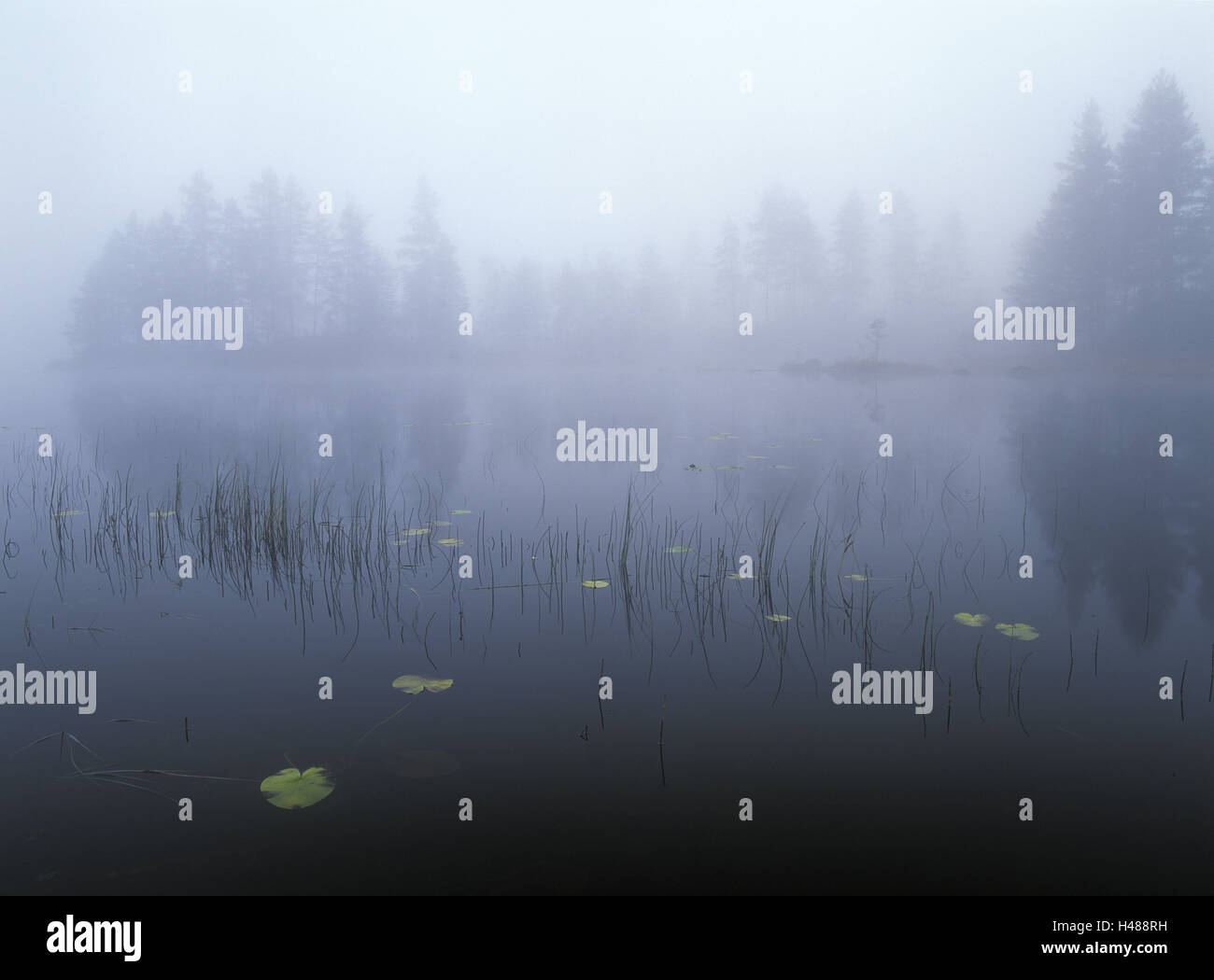 Norway, Aust-Agder, Mavatn lake, fog mood at a forest lake Stock Photo ...