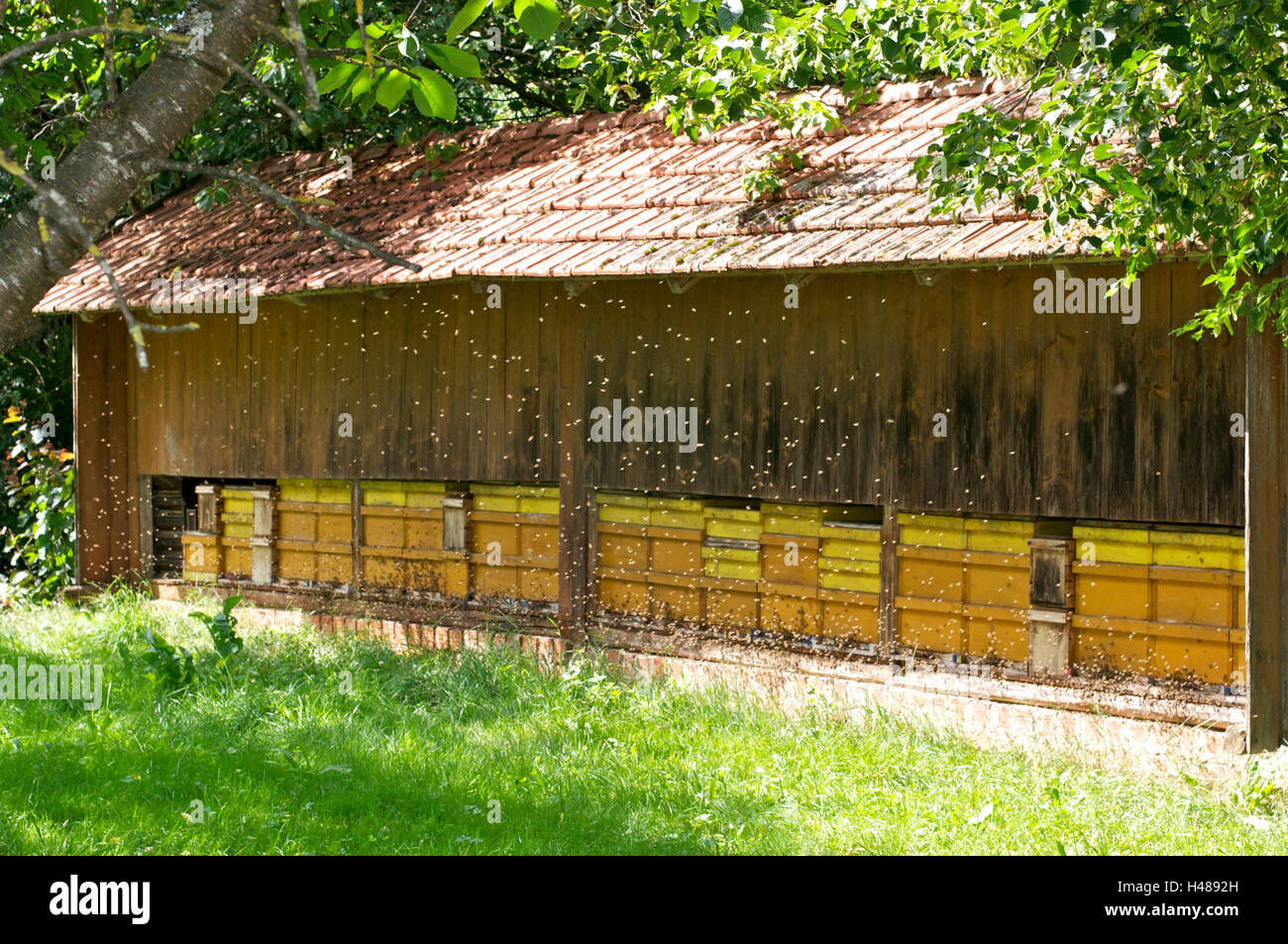 Bee house with bees in the approach Stock Photo - Alamy