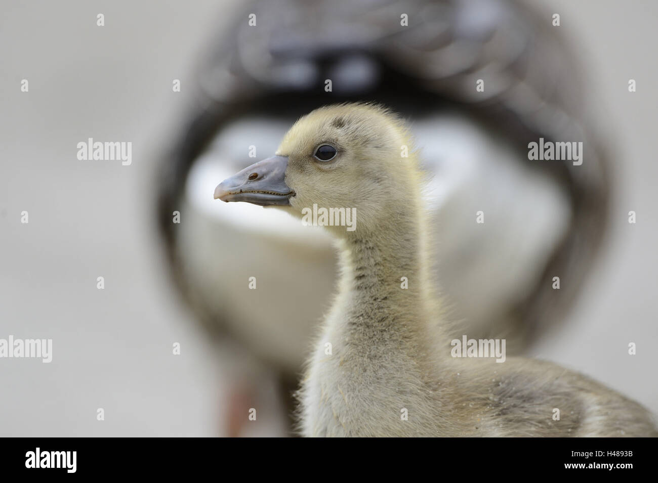 Greylag goose, Anser anser, chick, half portrait, side view Stock Photo ...