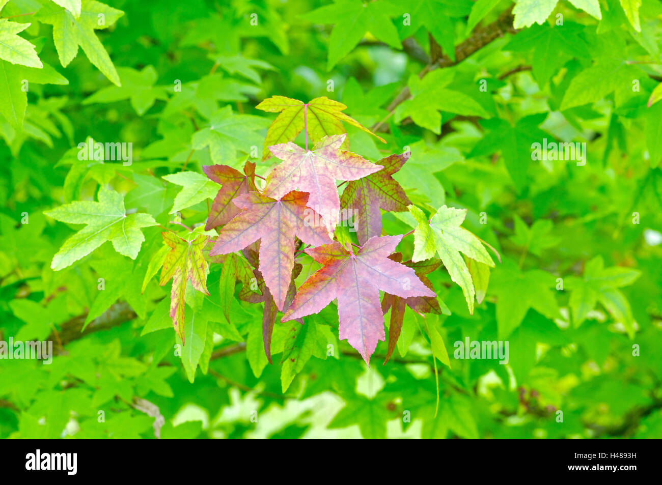 Leaves of the American sweetgum tree Stock Photo - Alamy