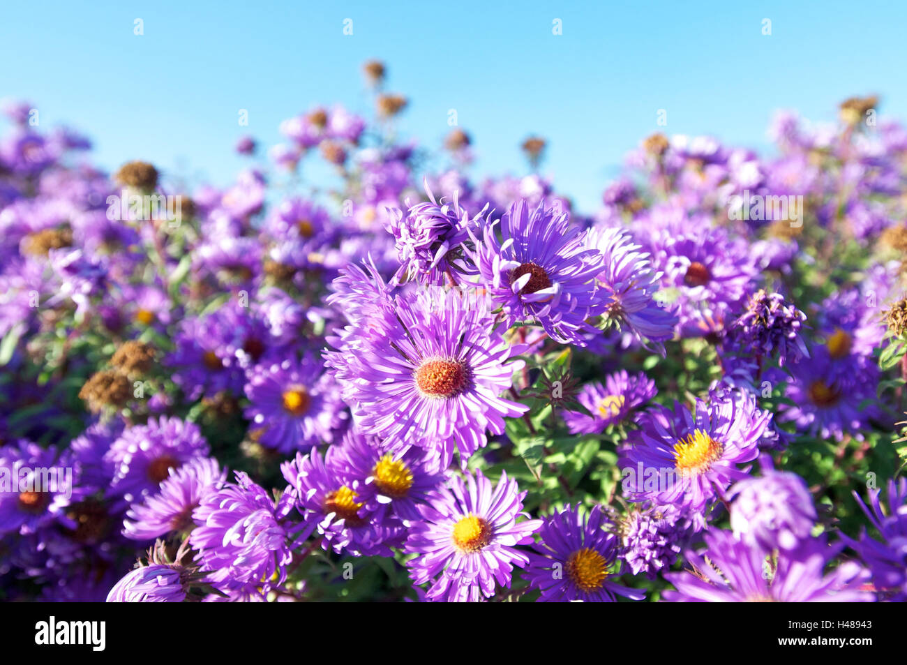 New England aster, aster novae-angliae Stock Photo - Alamy