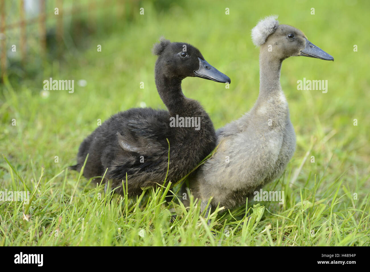 Black Runner Ducklings
