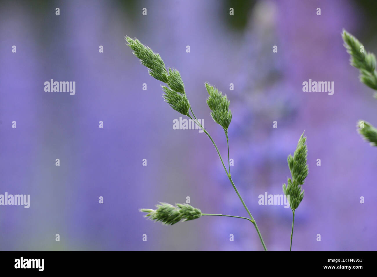 Orchard grass, Dactylis glomerata, inflorescence Stock Photo - Alamy