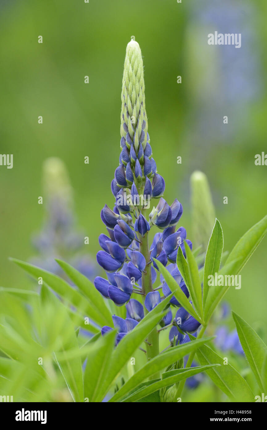 Blue lupin, Lupinus angustifolius, blossom Stock Photo - Alamy