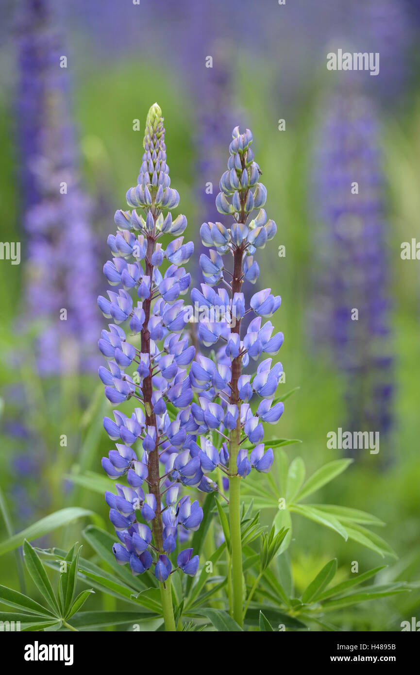 Blue lupin, Lupinus angustifolius, blossom Stock Photo - Alamy