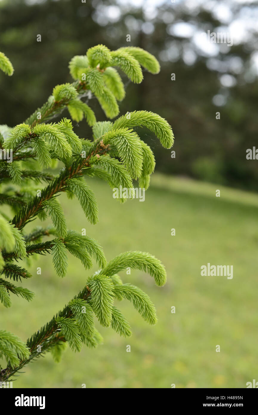 Norway spruce, Picea abies, sprouts Stock Photo - Alamy