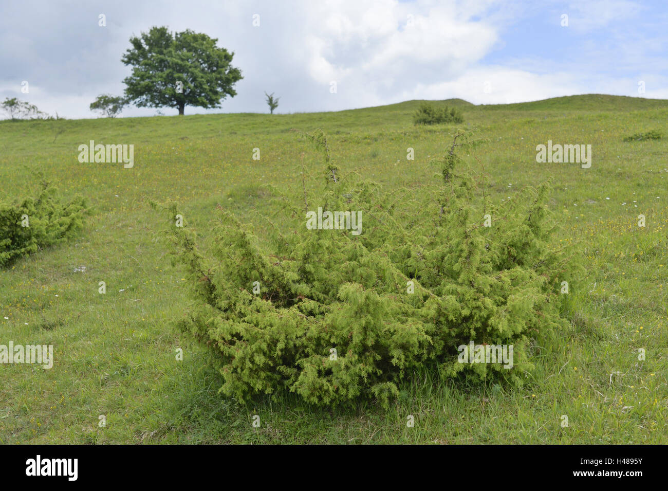 Common juniper, Juniperus communis, shrub Stock Photo - Alamy