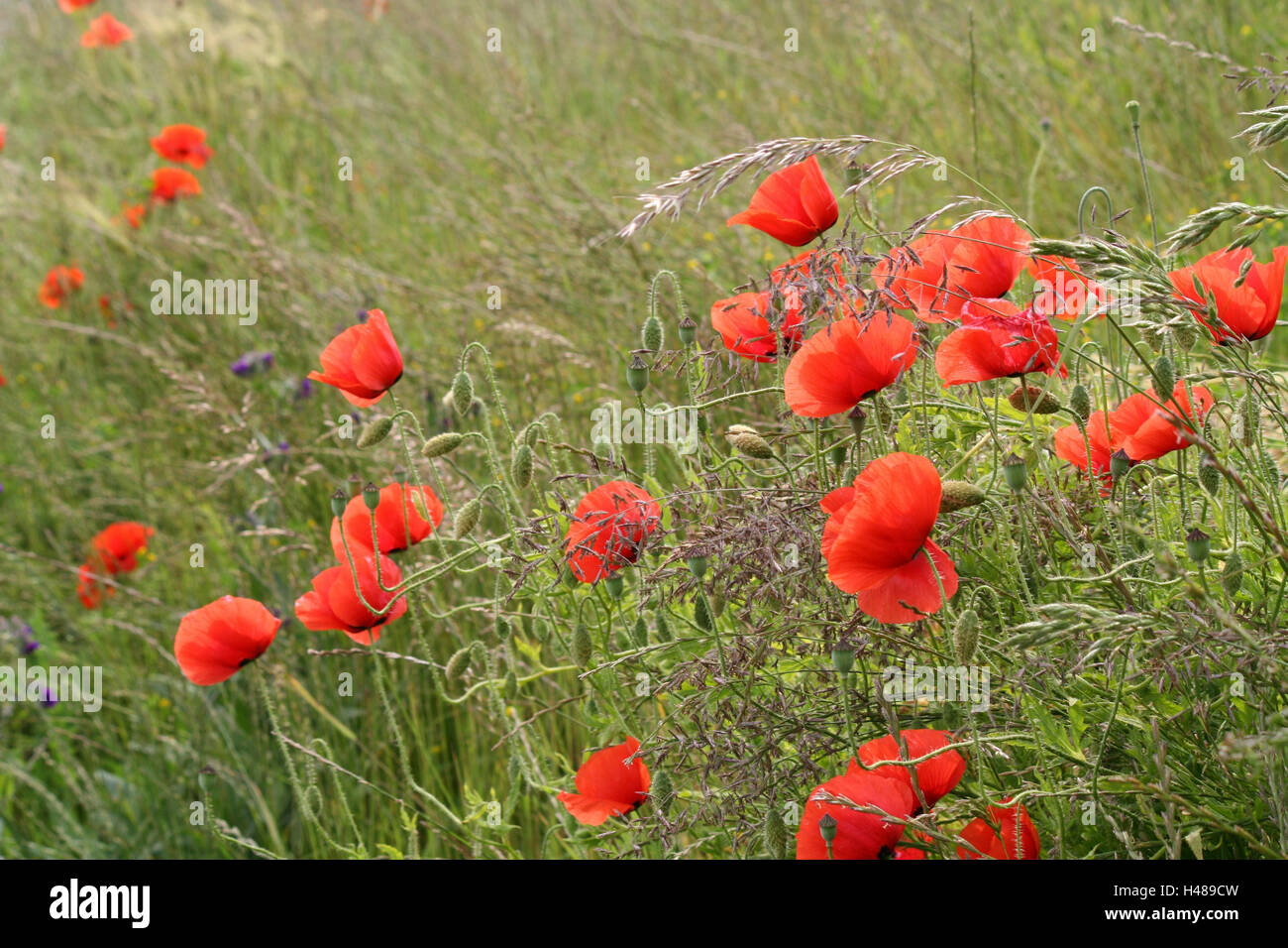 The Baltic Sea, Rügen, poppies Stock Photo - Alamy