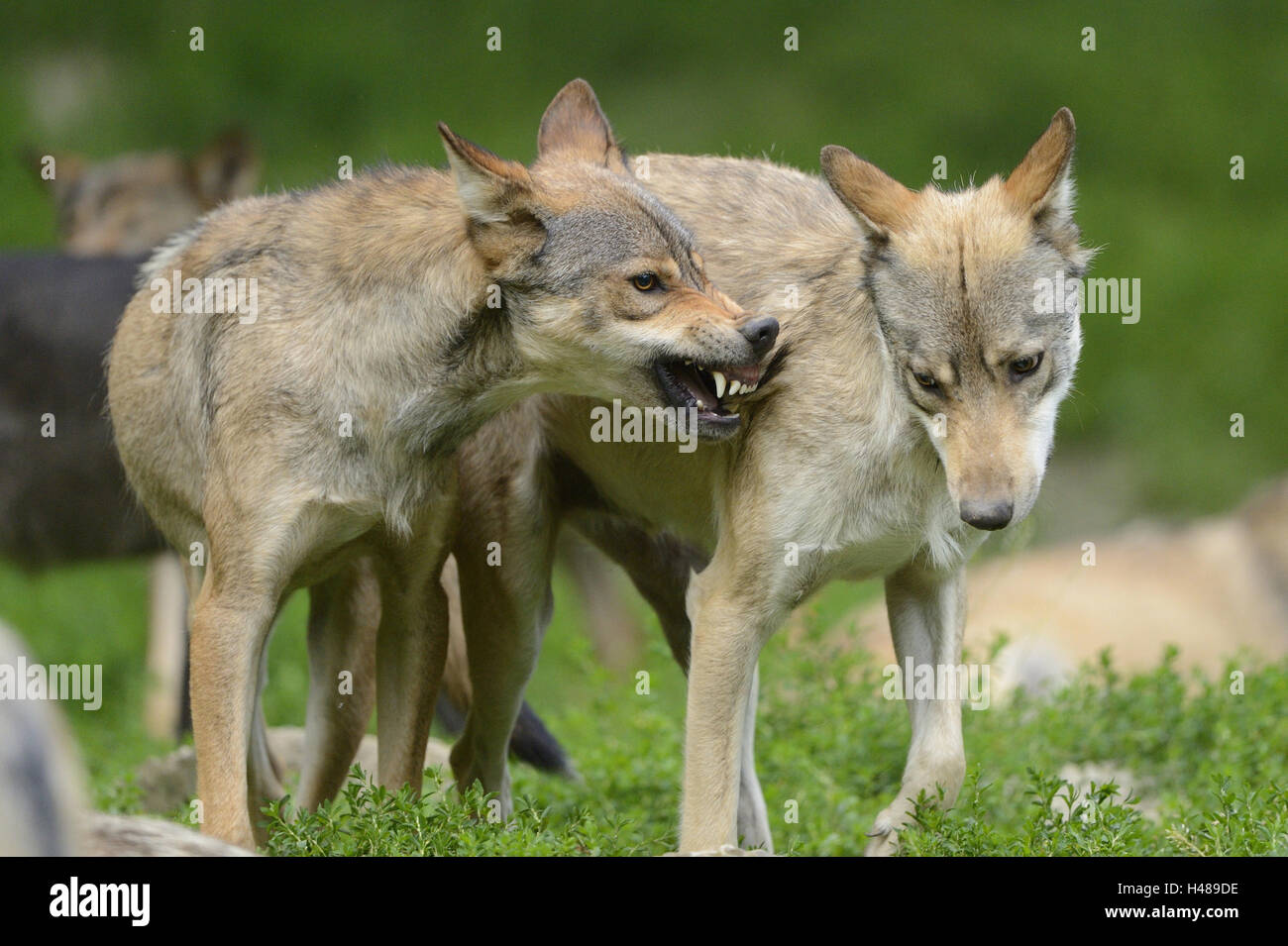 Eastern timber wolves, Canis lupus lycaon, meadow, standing, fighting ...
