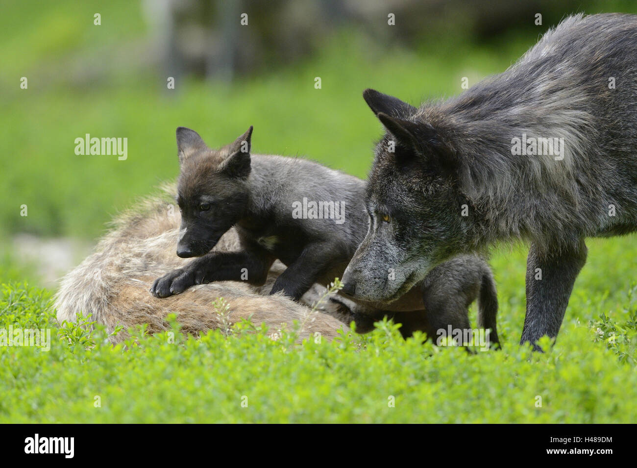 Eastern Timber Wolf Pups