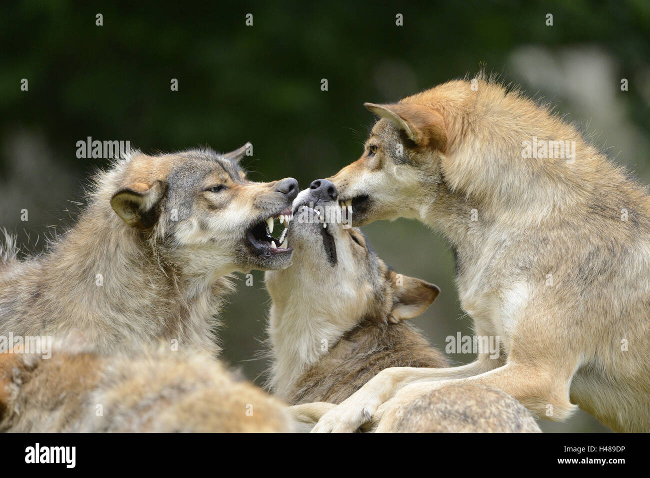 Eastern timber wolves, Canis lupus lycaon, half portrait, side view ...