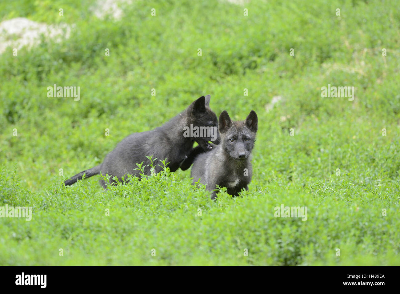 Eastern timber wolves, Canis lupus lycaon, puppies, meadow, standing ...